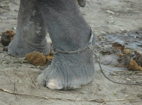 Encouraging Story – The Elephant Rope | Two Chums