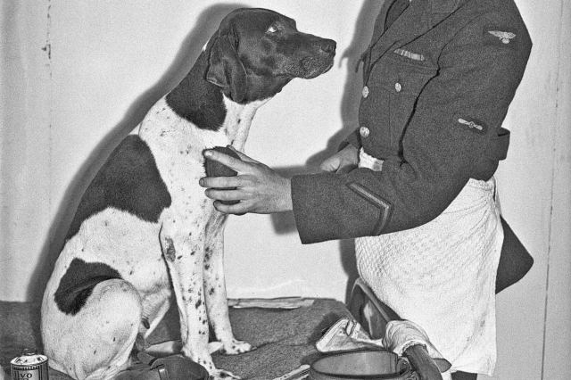 Well Done, Judy The Pointer | Two Chums